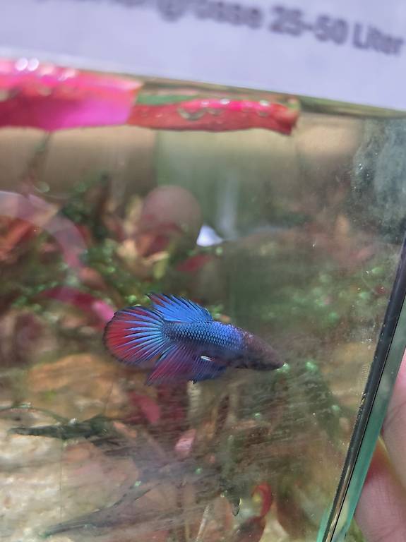 Kampffische Halfmoon Männlich / Betta splendens im Kanton Graubünden ...