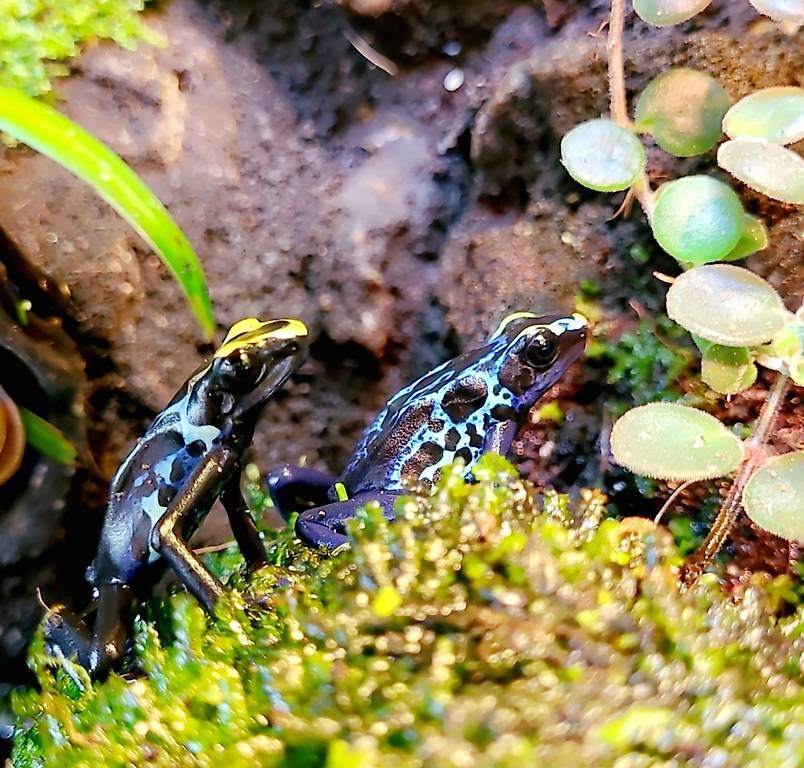 [FR] Dendrobates Tinctorius Robertus im Kanton Waadt - tutti.ch