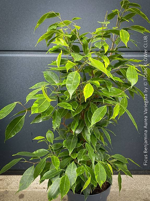 Ficus Benjamina Aurea Variegata - gold-panaschiert im Kanton Zürich ...