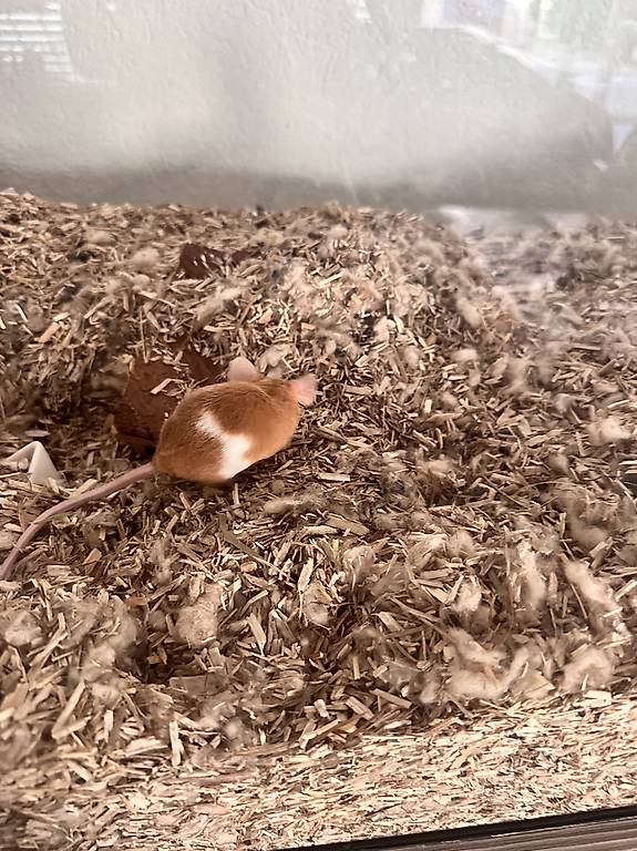 Zwei Farbmäuse inkl. Terrarium im Kanton Aargau - tutti.ch