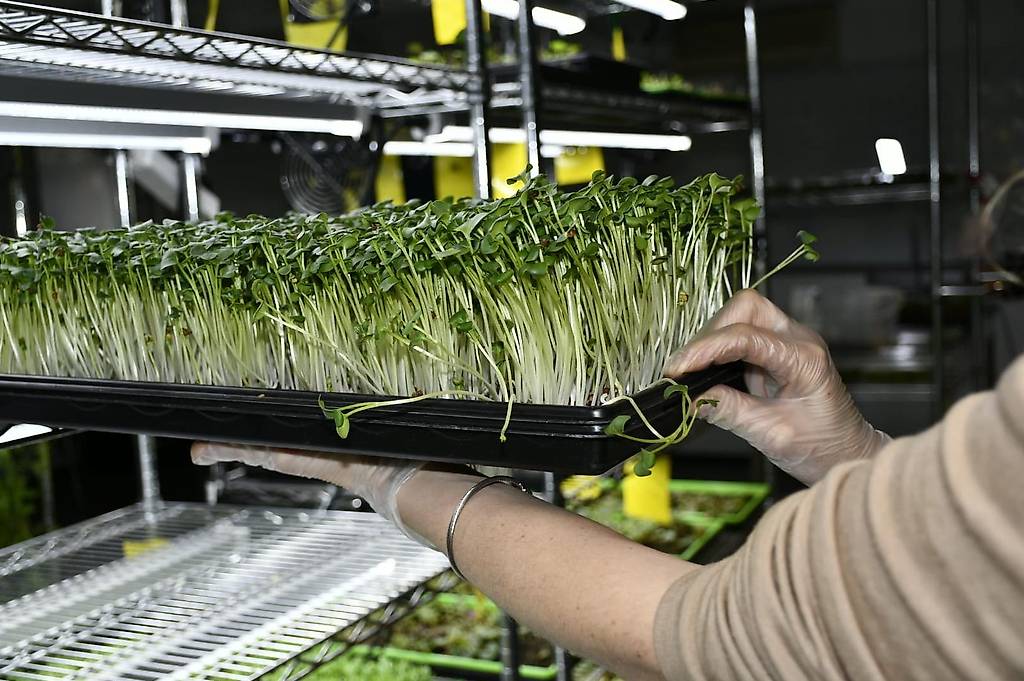 Azienda di Microgreens in Vendita im Kanton Tessin mieten - tutti.ch