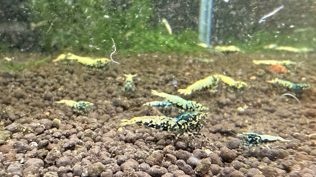 Boa-Garnelen & Boa-Geschwistertiere ? 50-60 Stück im Kanton Basel ...