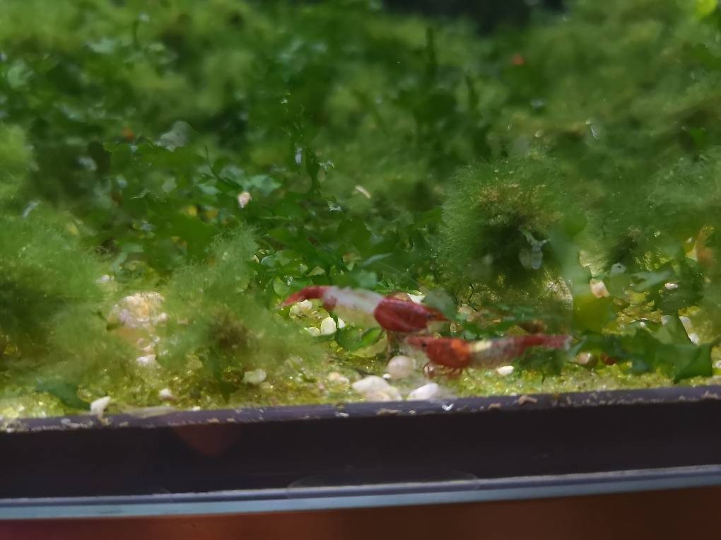 Neocaridinia Red Rili Garnelen im Kanton Basel-Landschaft - tutti.ch