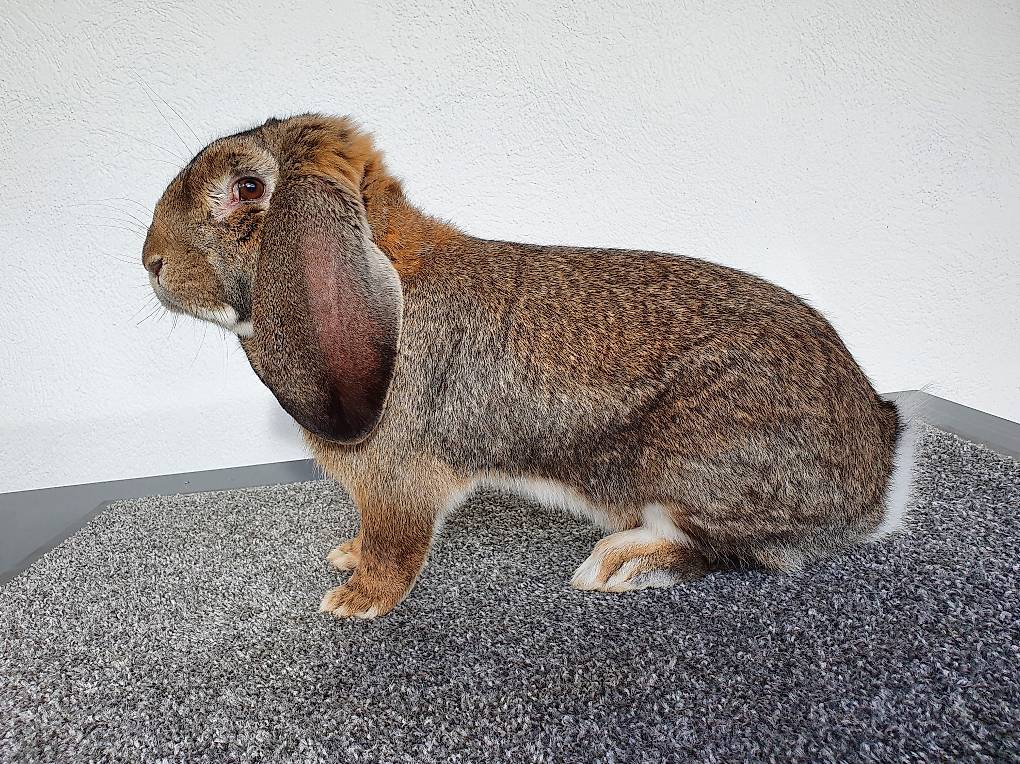 Französische Widder im Kanton St. Gallen - tutti.ch