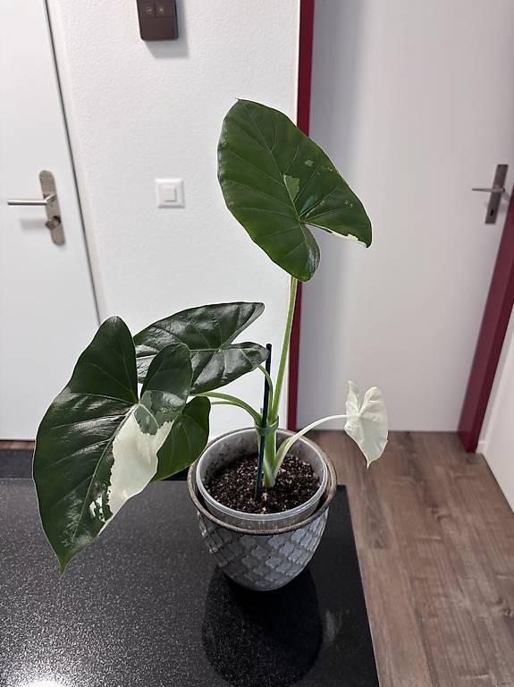 Alocasia Macrorrhiza Variegata im Kanton Solothurn - tutti.ch