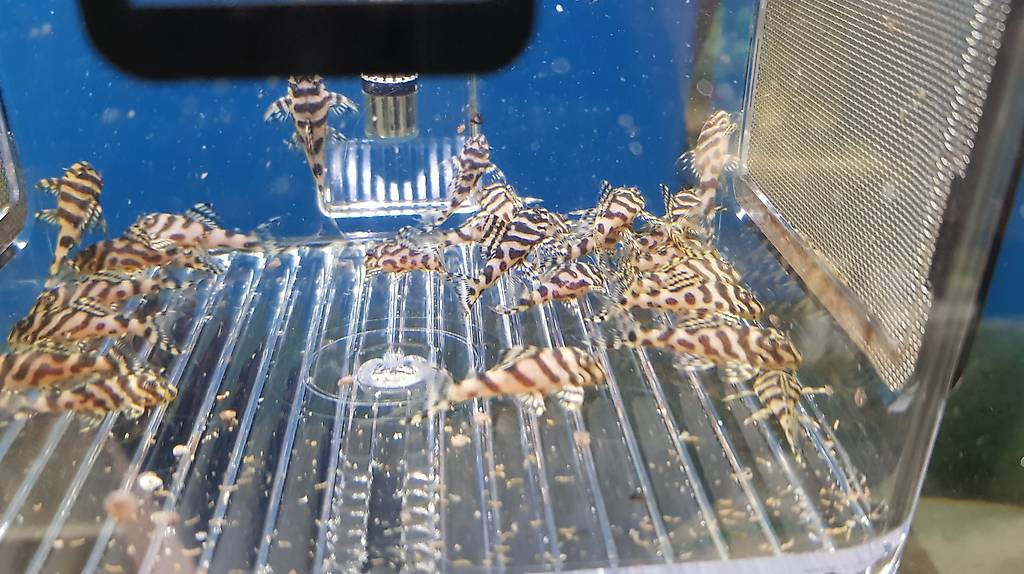 L236 RB Wels im Kanton Thurgau - tutti.ch