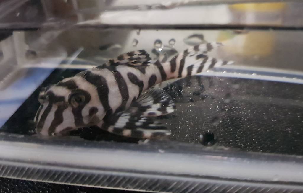 L236 RB Wels im Kanton Thurgau - tutti.ch