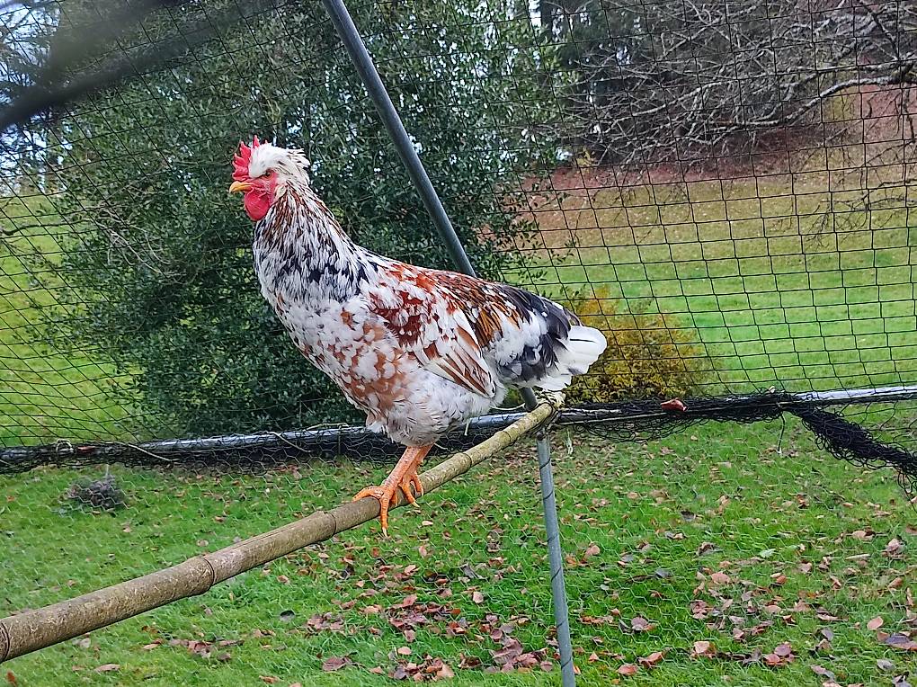 Hahn, Güggel schwedisches Blumenhuhn im Kanton St. Gallen - tutti.ch