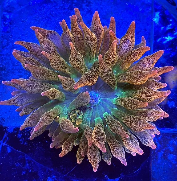 Anemone Entacmaea quadricolor Sunburst Koralle CH Nachzucht im Kanton ...