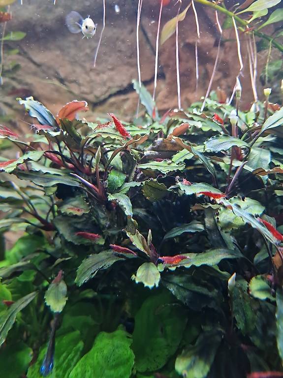 Red Fire (Red Cherry) Garnelen Zwerggarnelen Aquarium Canton ...
