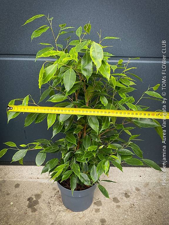 Ficus Benjamina Aurea Variegata - gold-panaschiert im Kanton Zürich ...