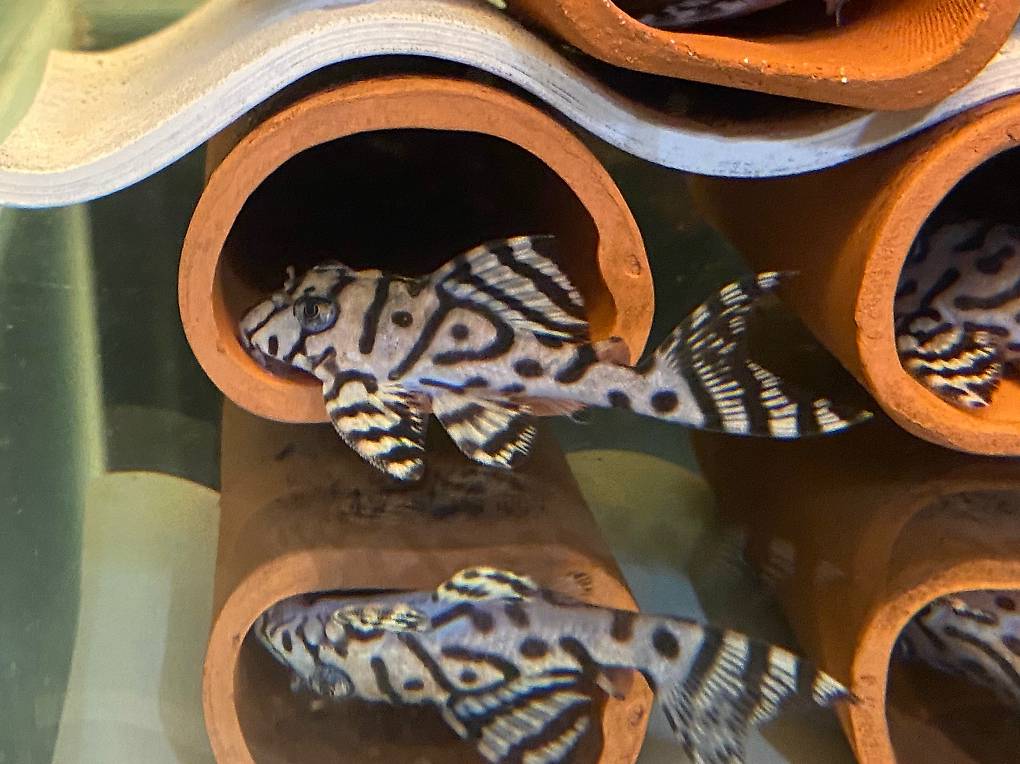 L236 RB basic e yellow da 5-12 cm im Kanton Tessin - tutti.ch