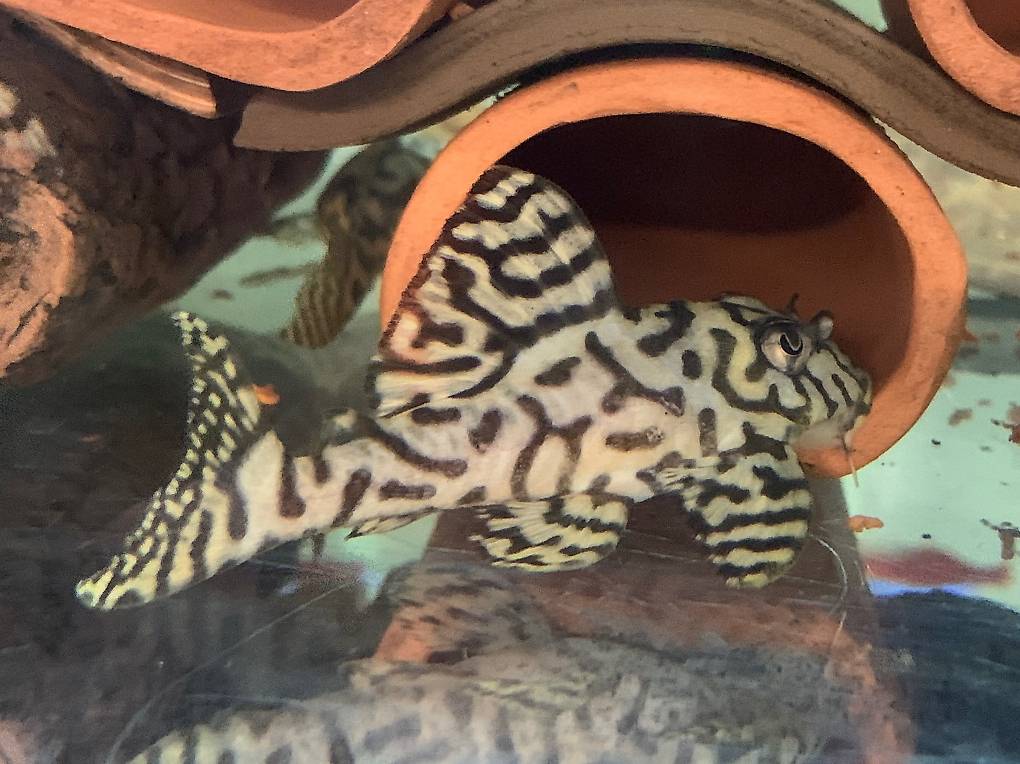 L236 RB sw&sy gruppo riproduzione 20 esemplari im Kanton Tessin - tutti.ch