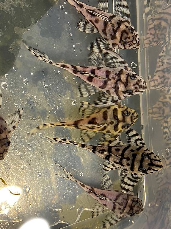 L236 RB sw/sy im Kanton Tessin - tutti.ch