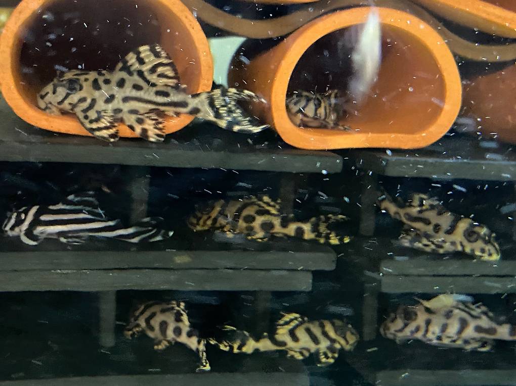 L236 RB sw/sy im Kanton Tessin - tutti.ch