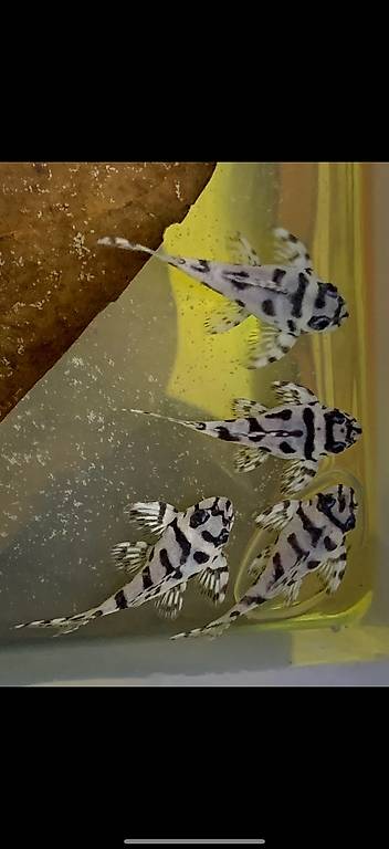 L236 RB sw/sy im Kanton Tessin - tutti.ch