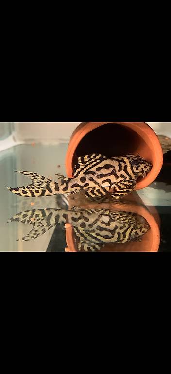 L236 RB sw&sy gruppo riproduzione 20 esemplari im Kanton Tessin - tutti.ch