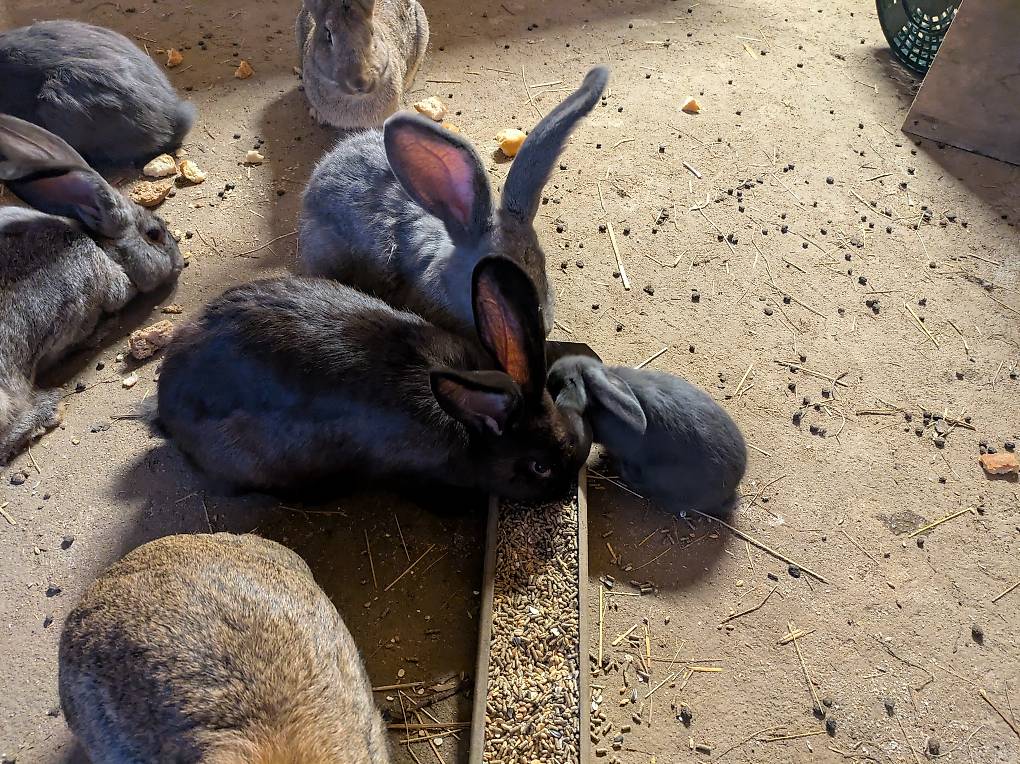 Hasen Kaninchen nur Rammler im Kanton Thurgau - tutti.ch