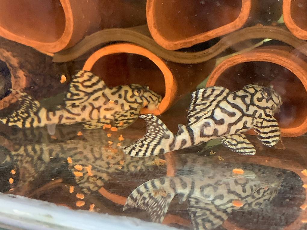 L236 RB sw&sy gruppo riproduzione 20 esemplari im Kanton Tessin - tutti.ch