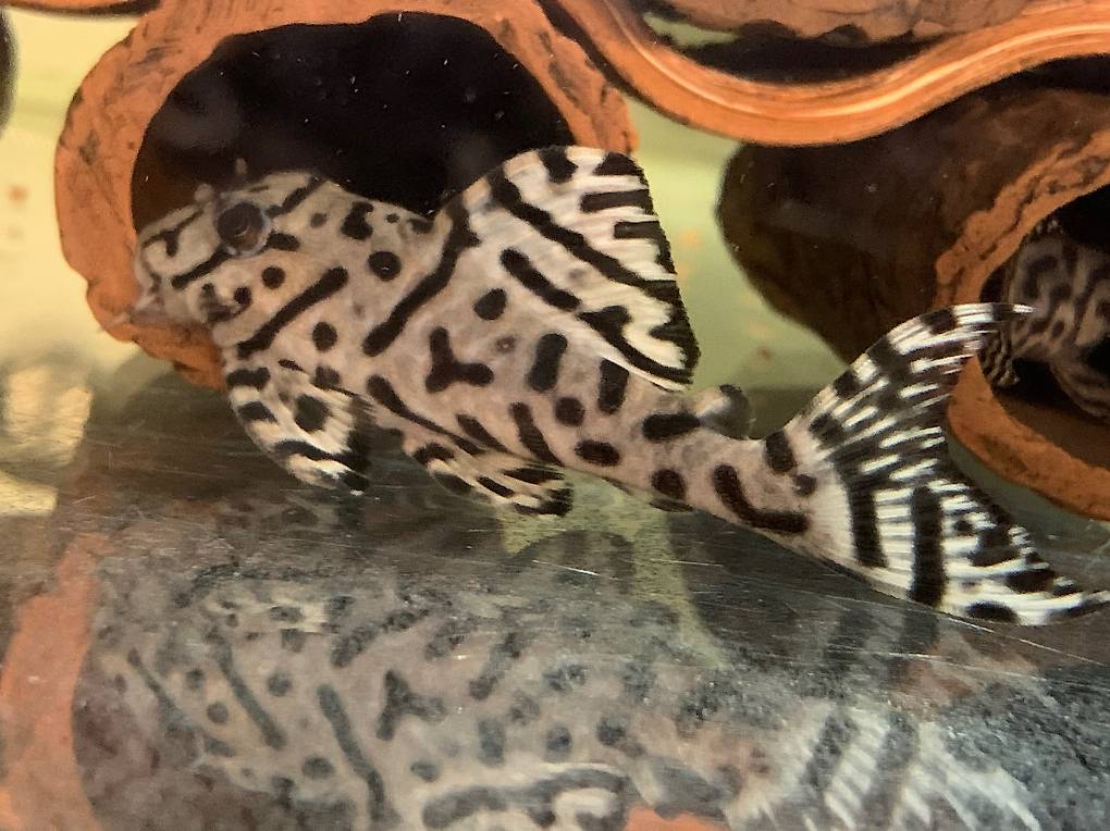 L236 RB sw&sy gruppo riproduzione 20 esemplari im Kanton Tessin - tutti.ch