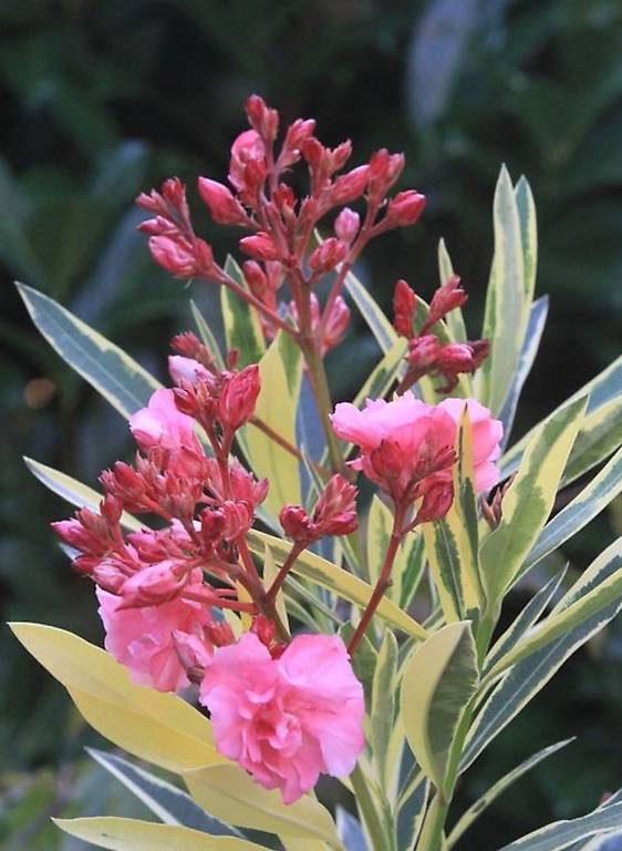 Nerium Oleander Variegata im Kanton Aargau - tutti.ch