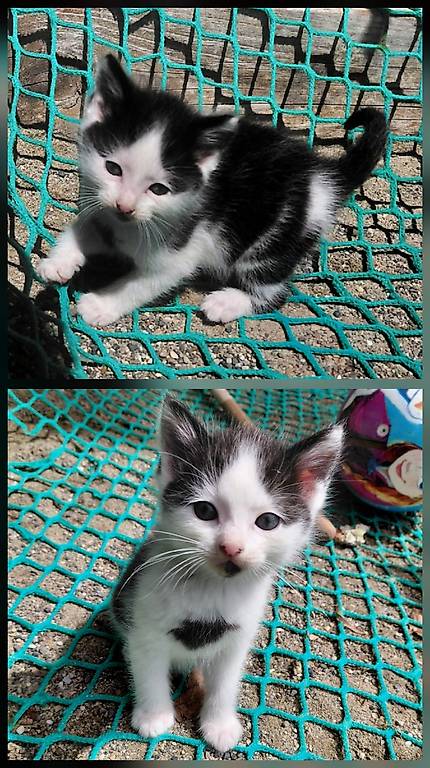 Kitten, junge Katze, Katzenbaby im Kanton Thurgau - tutti.ch