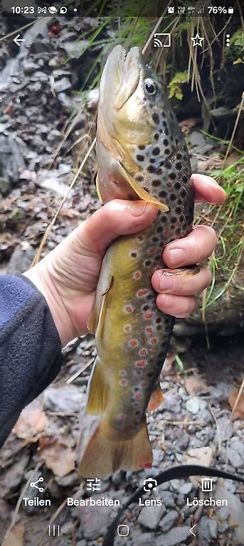 Regenbogen/Bachforellen vom Hochgebirge im Kanton Glarus - tutti.ch