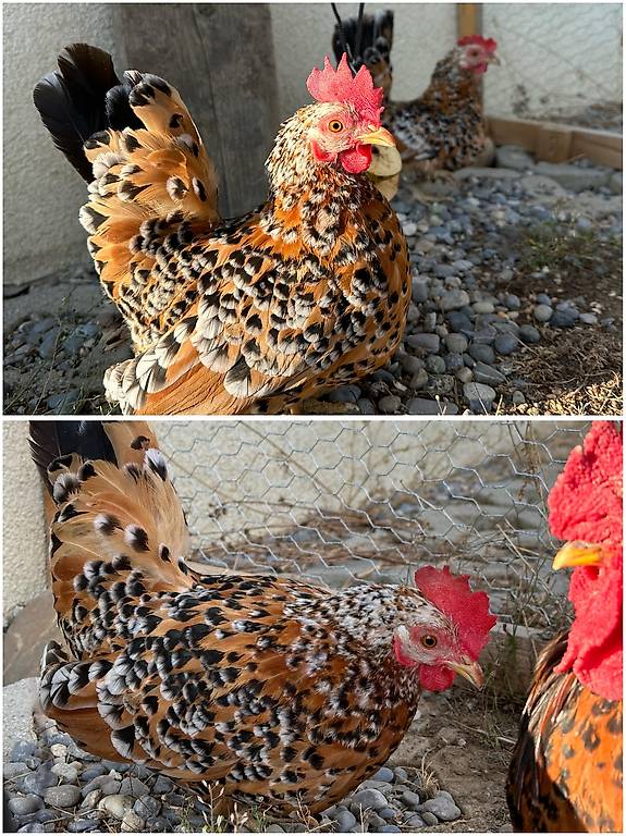 Junger Chabo-Hahn in Porzellan-Färbung sucht neues Zuhause im Kanton ...