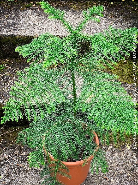Araucaria Excelsa / Araucaria Heterophylla im Kanton Zürich - tutti.ch
