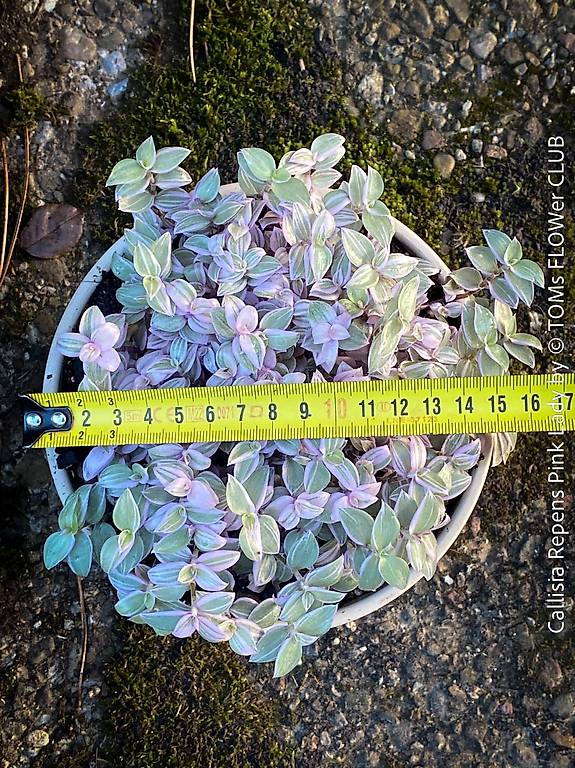 Callisia Repens Pink Lady - zauberhafte kleine Blätter im Kanton Zürich ...