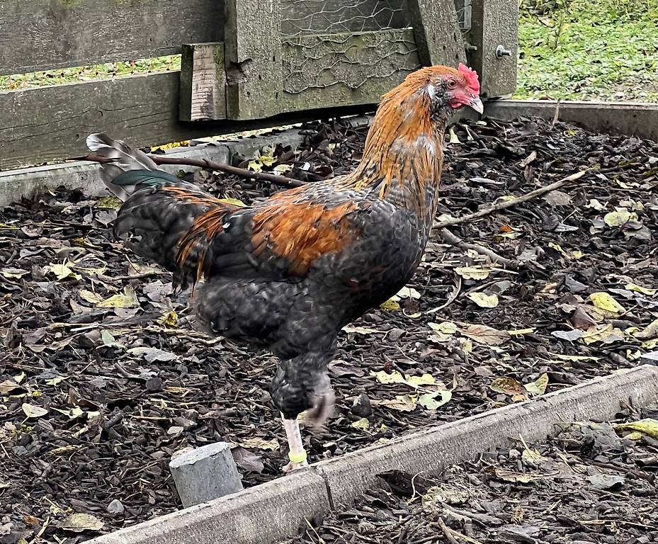 Araucana-Mix Hahn im Kanton Zürich - tutti.ch