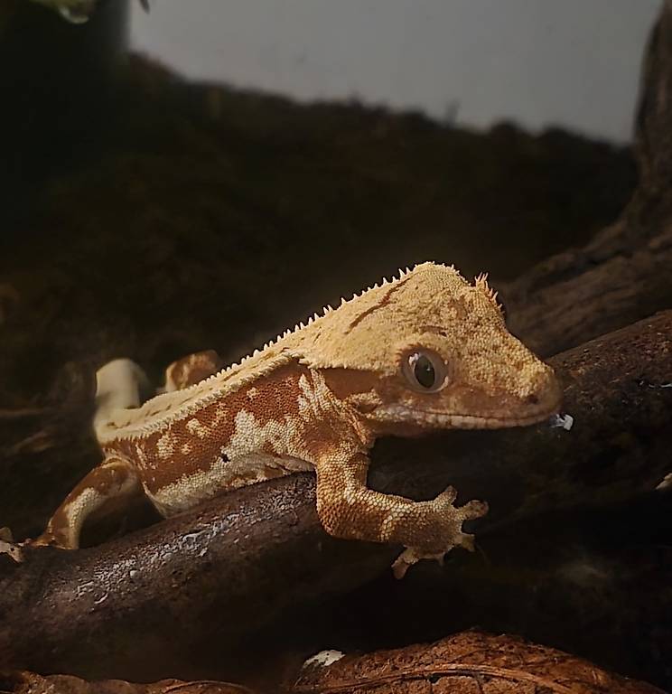 Kronengecko Ciliatus Red Lilly White im Kanton Zürich - tutti.ch