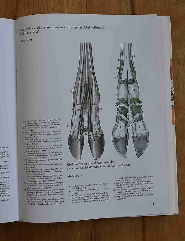 Atlas der topografischen Anatomie der Haustiere im Kanton Bern - tutti.ch