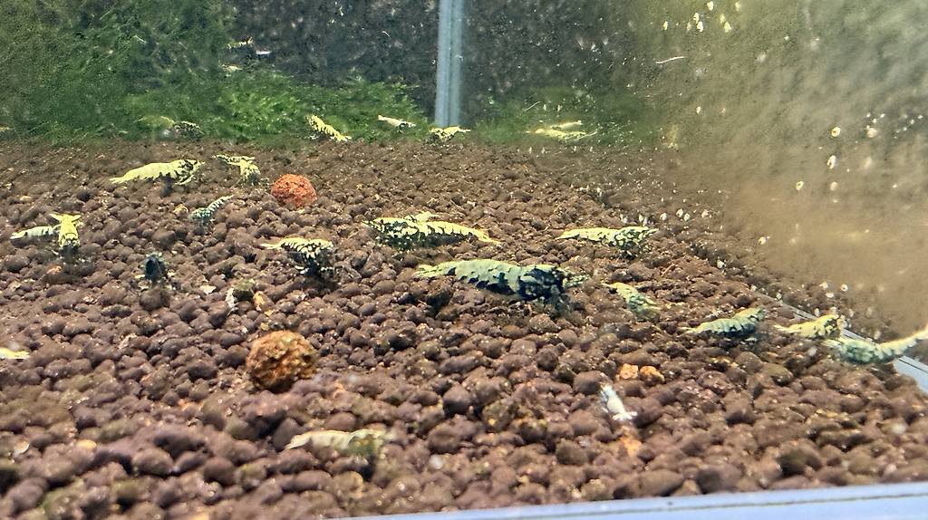 Boa-Garnelen & Boa-Geschwistertiere ? 50-60 Stück im Kanton Basel ...