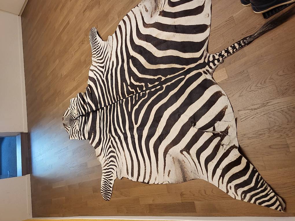 Echtes Zebrafell mit wenigen Rissen im Kanton St. Gallen - tutti.ch