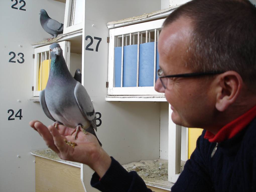 Brieftauben Standard Schönheitsbrieftauben im Kanton Luzern - tutti.ch