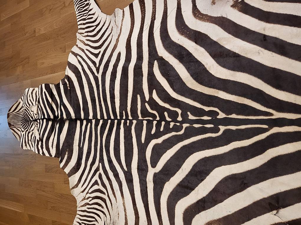 Echtes Zebrafell mit wenigen Rissen im Kanton St. Gallen - tutti.ch