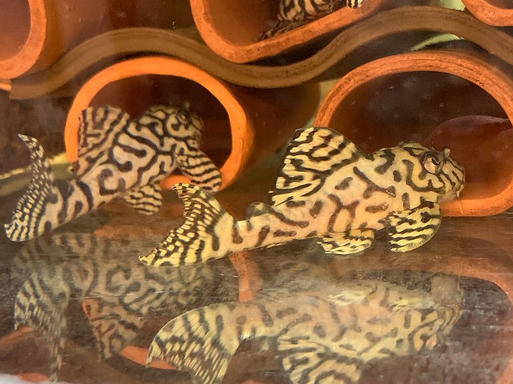 L236 sw/sy/basic linea Rb da 4-11 cm im Kanton Zürich - tutti.ch