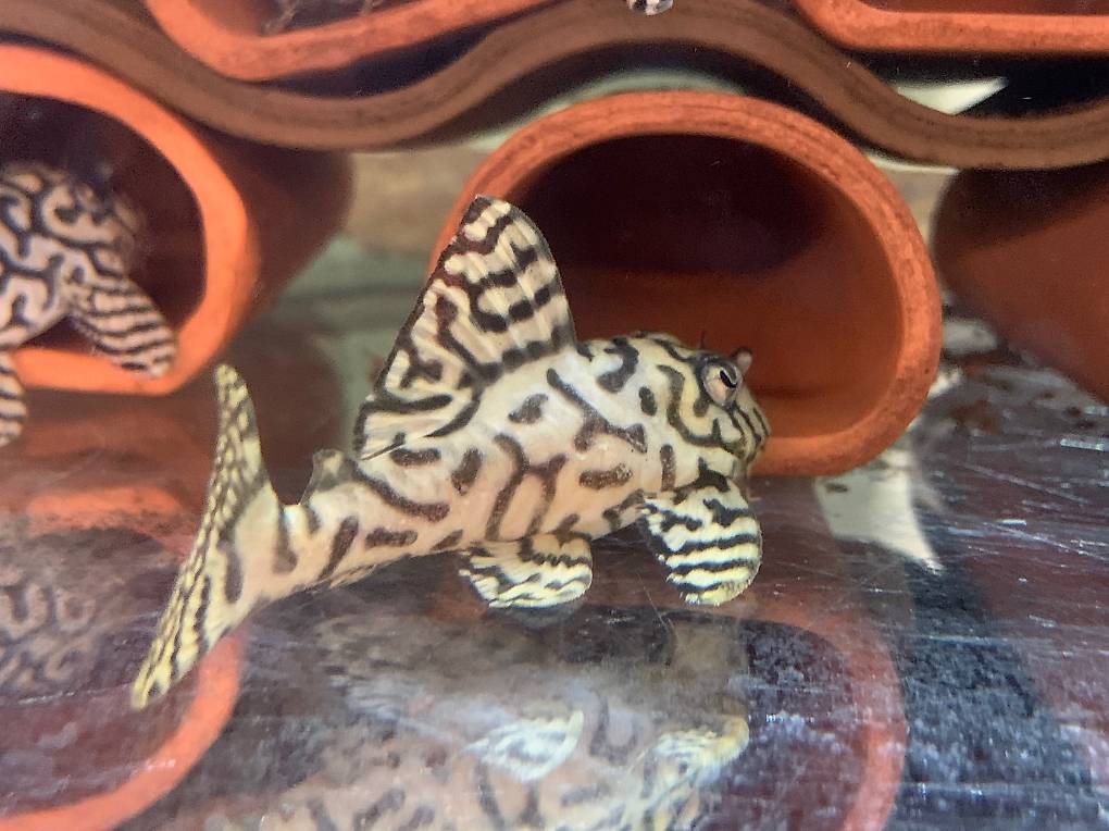 L236 sw/sy/basic linea Rb da 4-11 cm im Kanton Zürich - tutti.ch