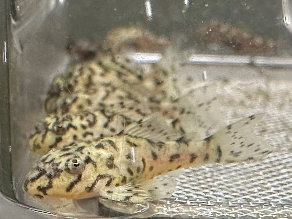 L236 sw/sy/basic linea Rb da 4-11 cm im Kanton Zürich - tutti.ch