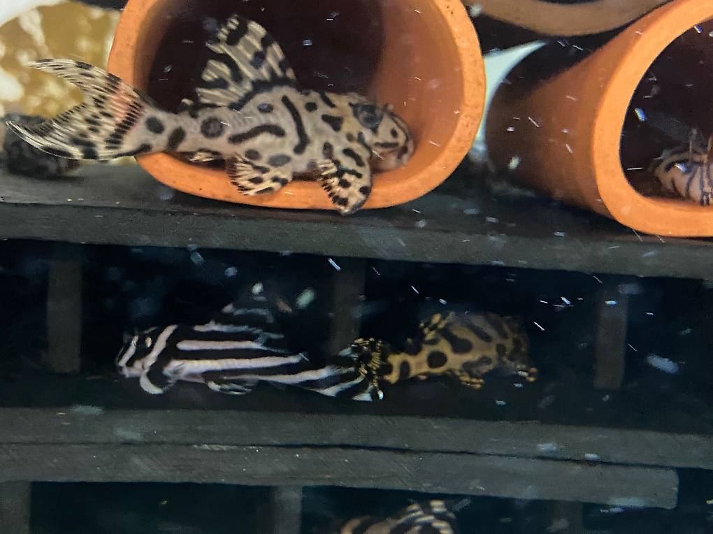 L236 sw/sy/basic linea Rb da 4-11 cm im Kanton Zürich - tutti.ch