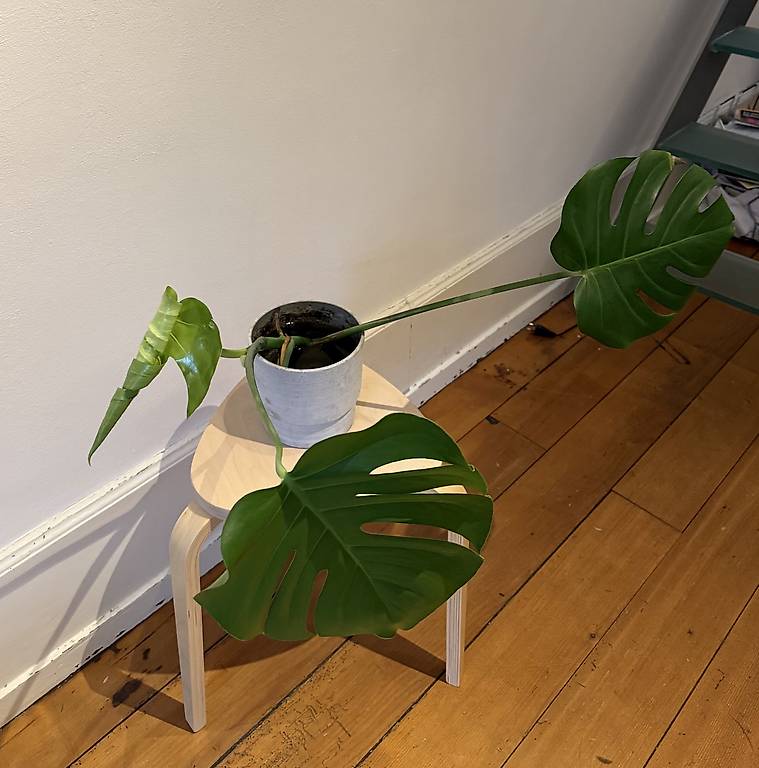 Monstera Deliciosa Steckling im Kanton Bern - tutti.ch
