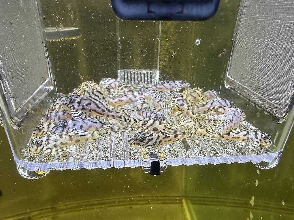 SUPER OFFERTA 236 sw e sy linea rb altissima qualità Cantone Ticino ...