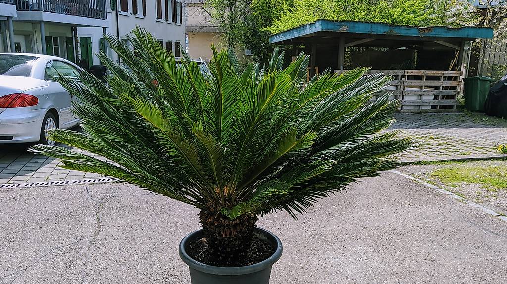Japanische Sagopalme 03 Cycas revoluta 160cm zu verkaufen im Kanton ...