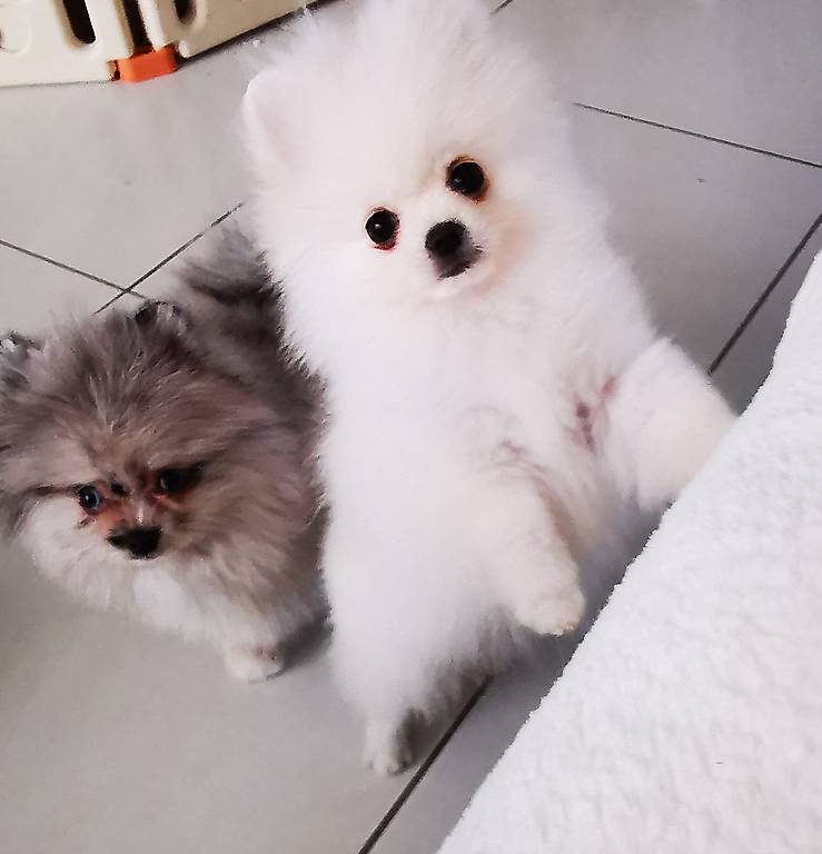 Pomeranian Zwergspitz Welpen männlich im Kanton Tessin - tutti.ch