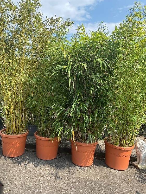 Pflanze Blumen Bambus Topf Blumentopf pflanzentopf Cantone Argovia ...