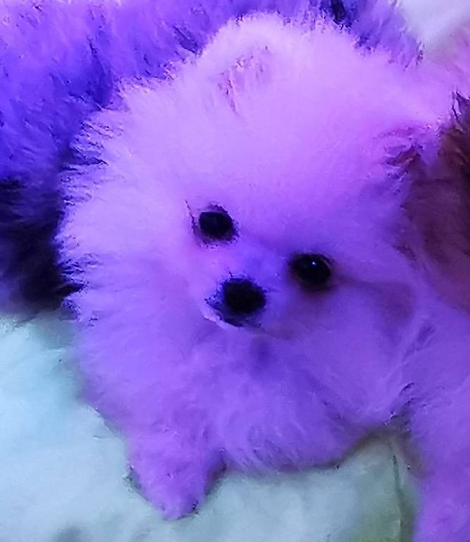 Pomeranian Zwergspitz Welpen männlich im Kanton Tessin - tutti.ch