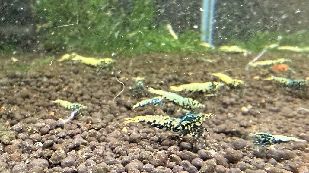 Boa-Garnelen & Boa-Geschwistertiere ? 50-60 Stück im Kanton Basel ...