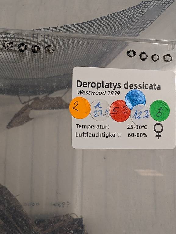 Tote Blattmantis - Gottesanbeterin - Deroplatys dessicata im Kanton ...