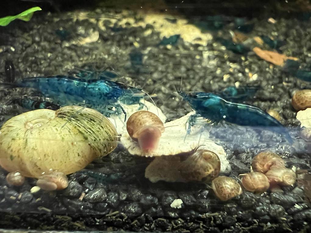 reserviert ! Ein Schwarm Neocardinie blue dream - tutti.ch